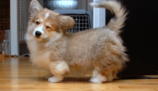 40 corgi mixed breeds you probably never realized could be so darn cute