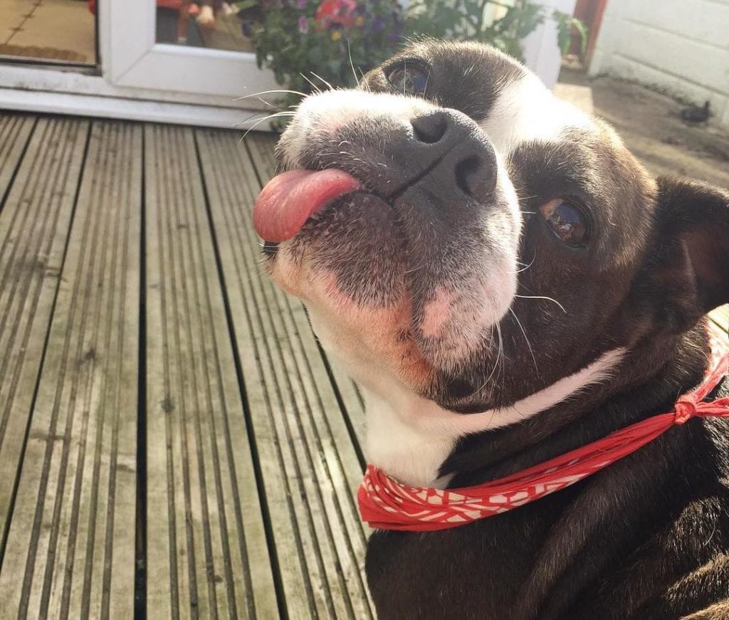 30 Adorable Animals With Their Tongues Sticking Out