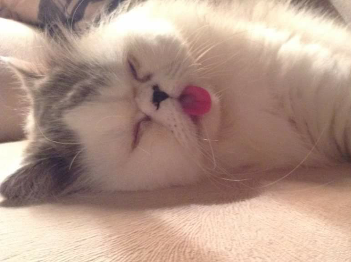 30 Adorable Animals With Their Tongues Sticking Out