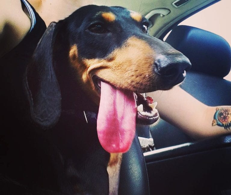 30 Adorable Animals With Their Tongues Sticking Out