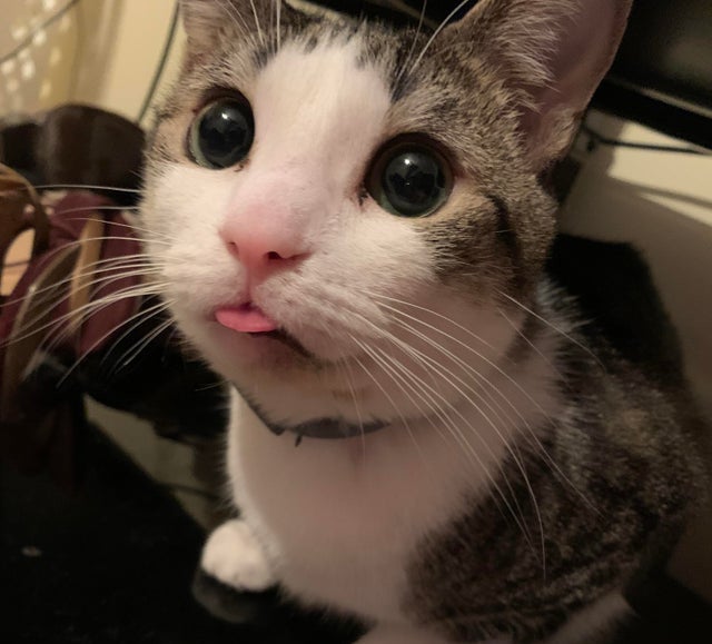 30 Adorable Animals With Their Tongues Sticking Out