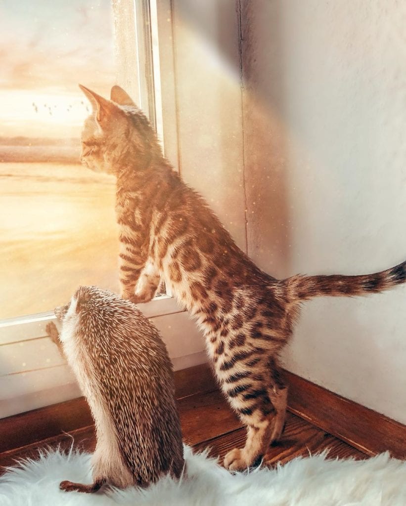 Hedgehog Goes On Adorable Adventures With Bengal Cat