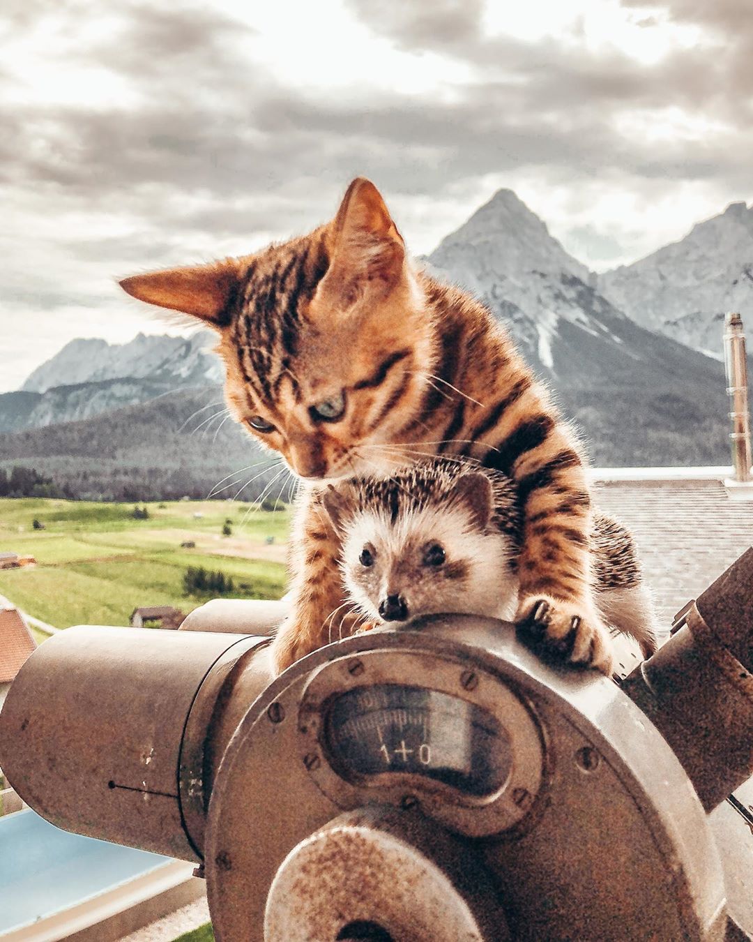 Hedgehog Goes On Adorable Adventures With Bengal Cat