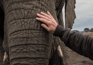 Baby Elephant Hugs Man And Just Can’t Stop