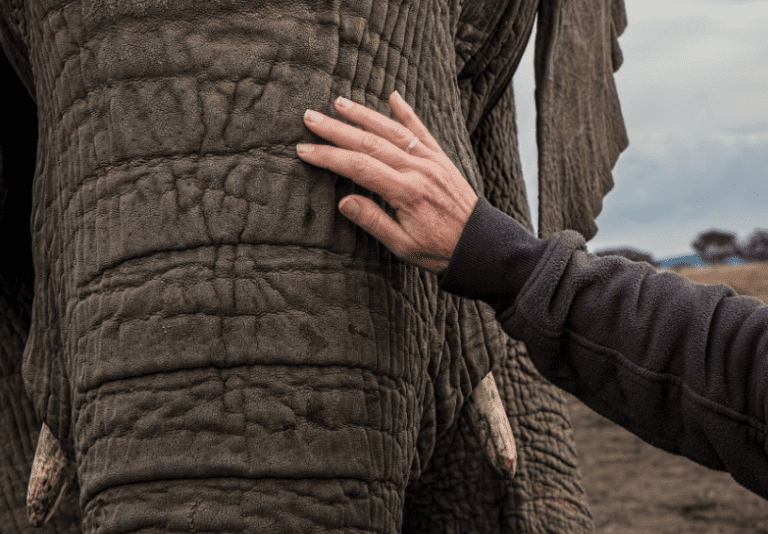 Baby Elephant Hugs Man And Just Can’t Stop
