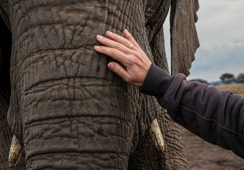Baby Elephant Hugs Man And Just Can’t Stop