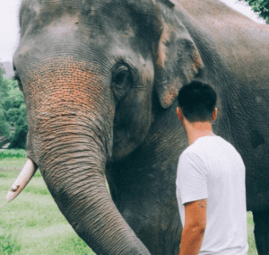 Baby Elephant Hugs Man And Just Can’t Stop