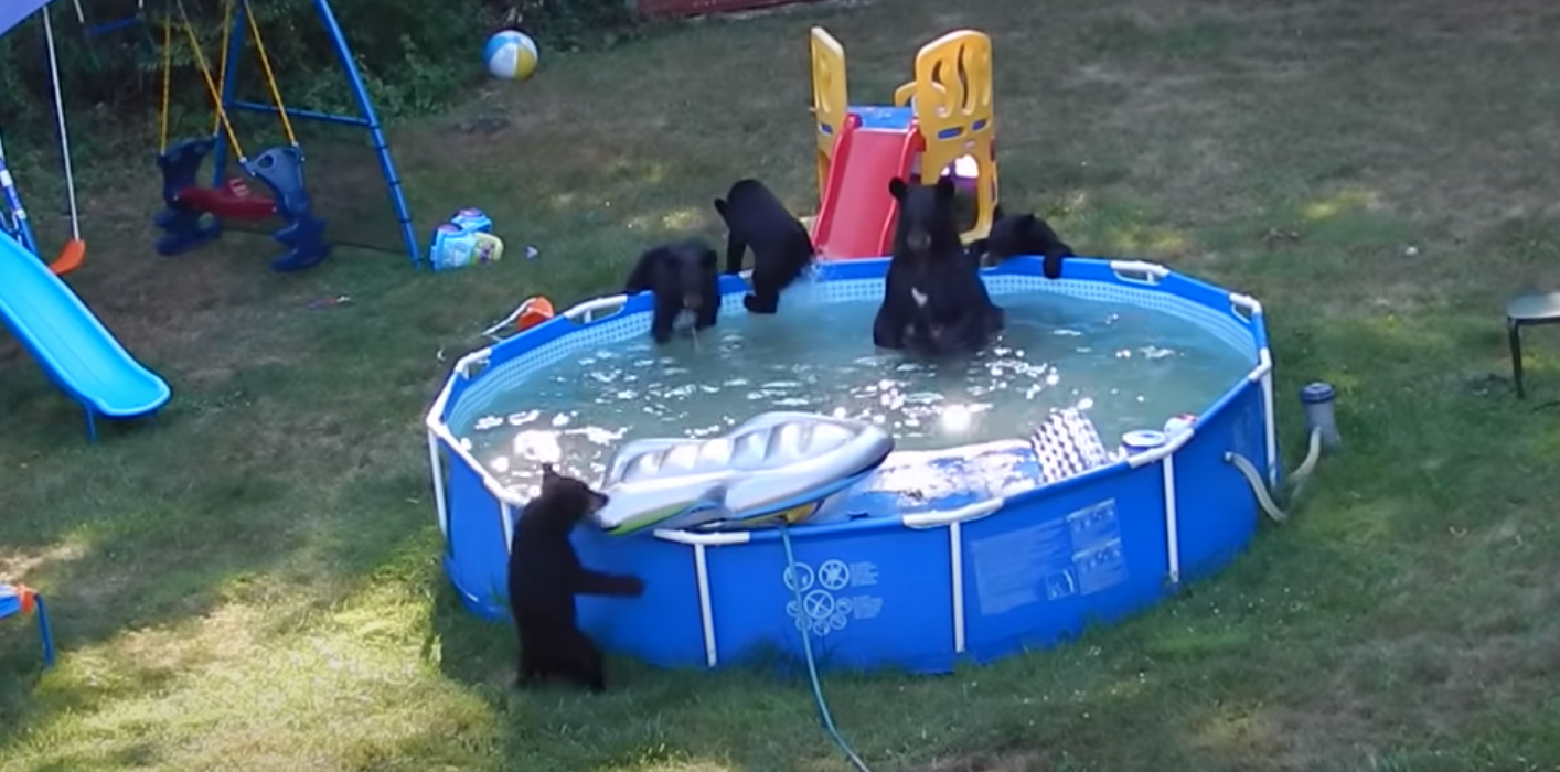 Momma bear and cubs caught having a backyard pool party