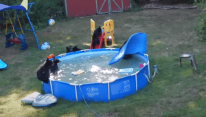 Momma bear and cubs caught having a backyard pool party