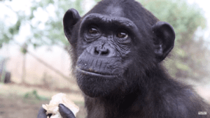 In Emotional Moment, Chimp Who Nearly Died Is Released Into The Wild