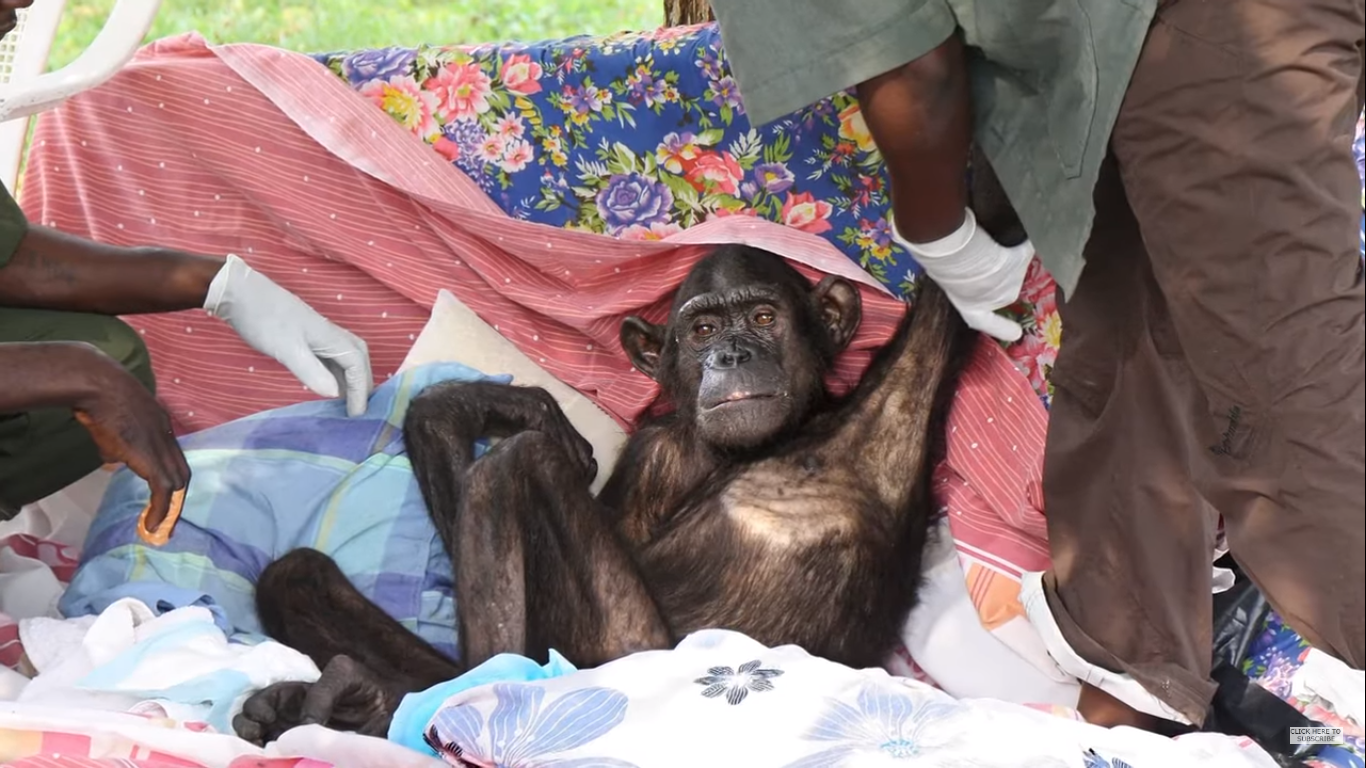 In Emotional Moment, Chimp Who Nearly Died Is Released Into The Wild