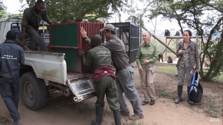 In Emotional Moment, Chimp Who Nearly Died Is Released Into The Wild