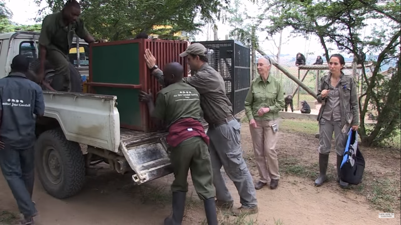 In Emotional Moment, Chimp Who Nearly Died Is Released Into The Wild
