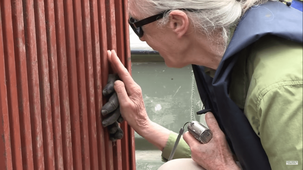 In Emotional Moment, Chimp Who Nearly Died Is Released Into The Wild