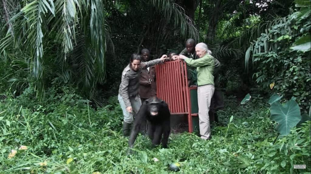 In Emotional Moment, Chimp Who Nearly Died Is Released Into The Wild