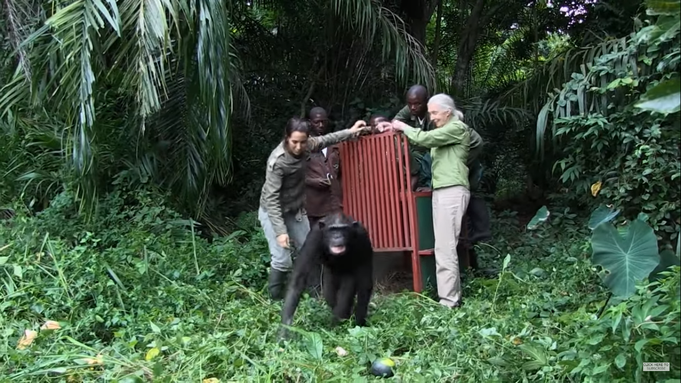 In Emotional Moment, Chimp Who Nearly Died Is Released Into The Wild
