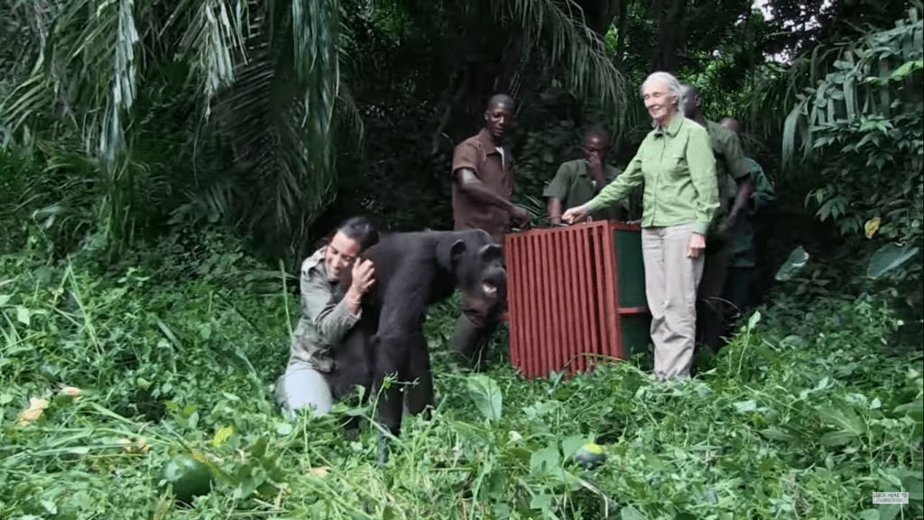 In Emotional Moment, Chimp Who Nearly Died Is Released Into The Wild