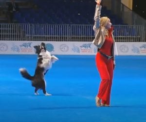 Woman And Dog Take Home Championship At World Dog Dance Competition