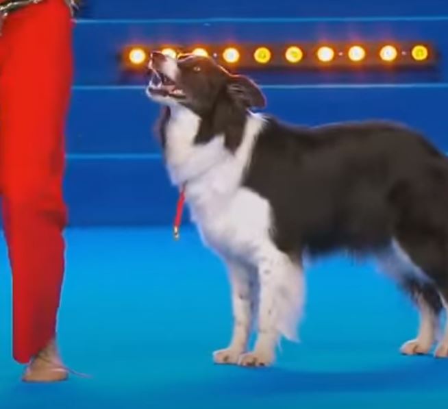 Woman And Dog Take Home Championship At World Dog Dance Competition