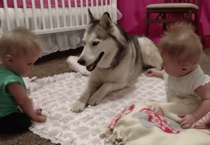 Twins And Husky Adorably Play Together