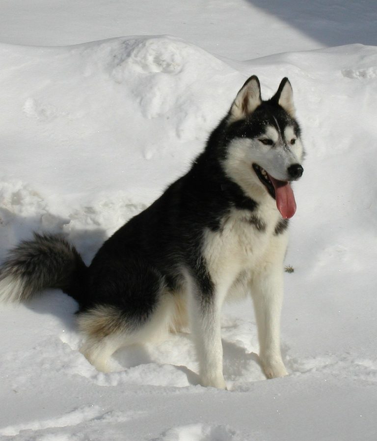 Twins And Husky Adorably Play Together