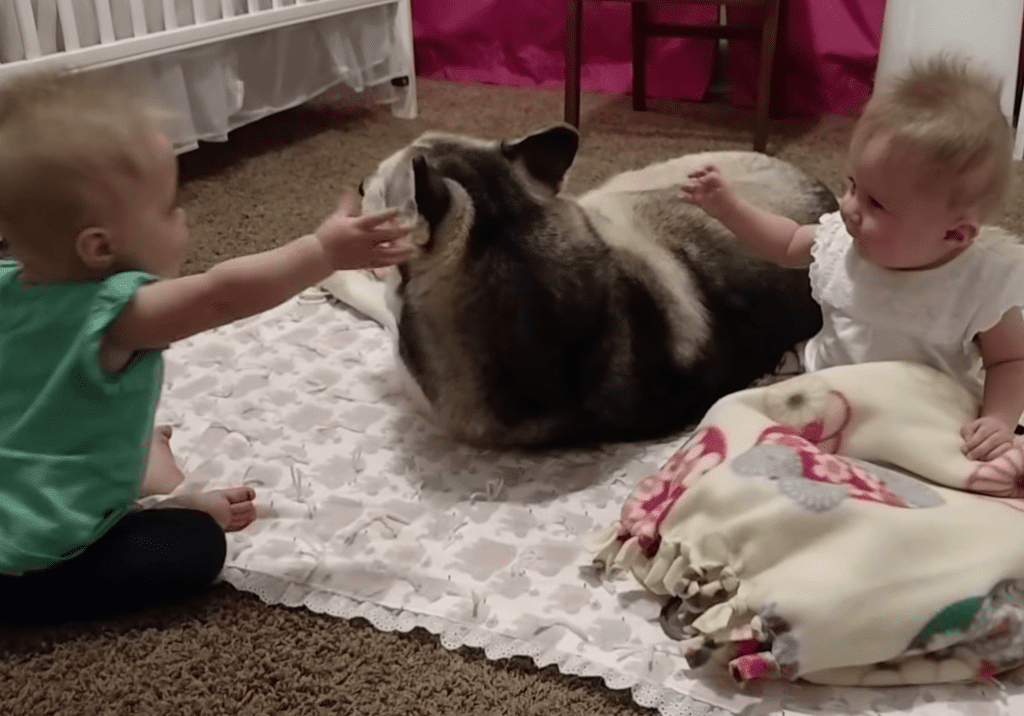 Twins And Husky Adorably Play Together