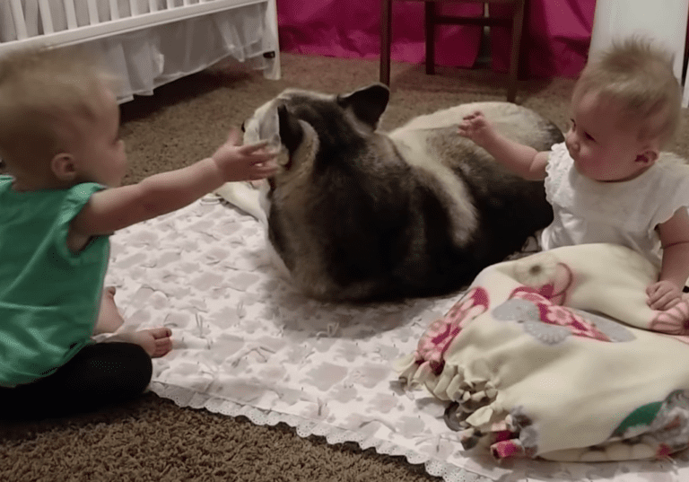 Twins And Husky Adorably Play Together