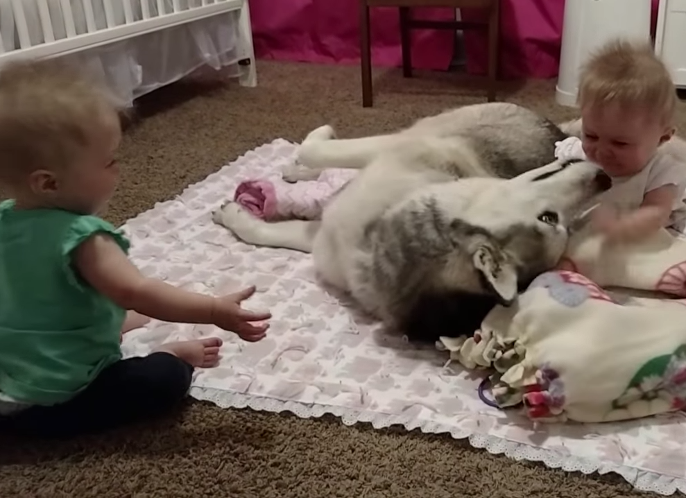 Twins And Husky Adorably Play Together