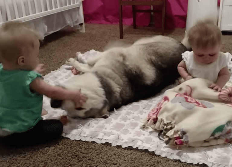 Twins And Husky Adorably Play Together