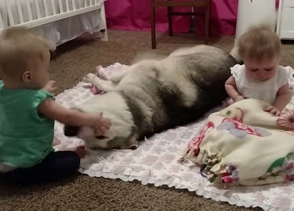 Twins And Husky Adorably Play Together
