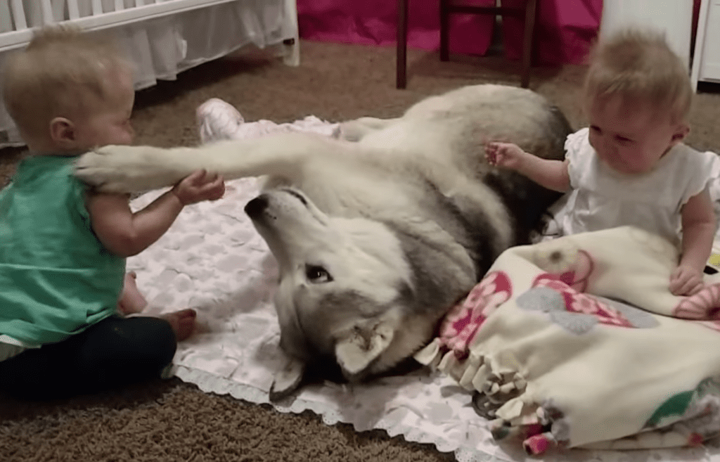 Twins And Husky Adorably Play Together