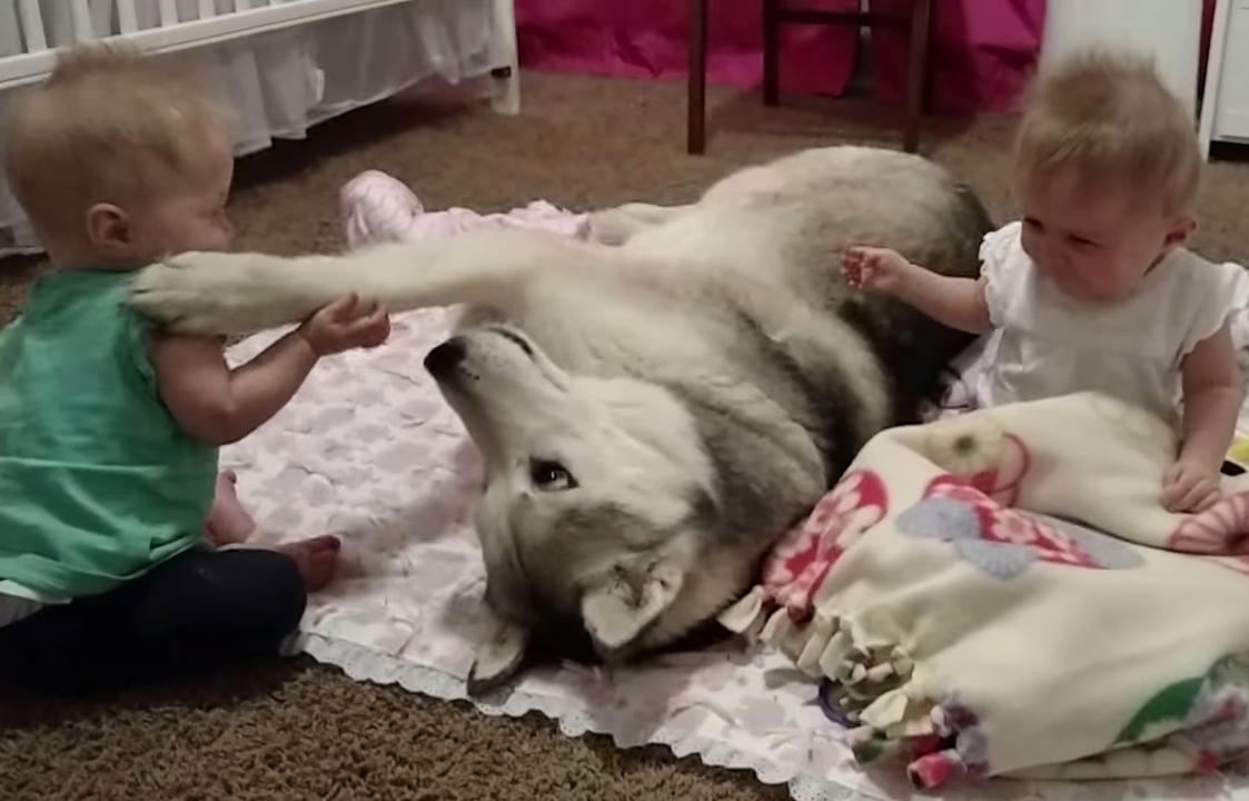Twins And Husky Adorably Play Together