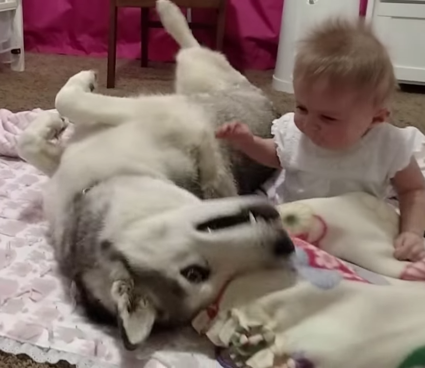 Twins And Husky Adorably Play Together
