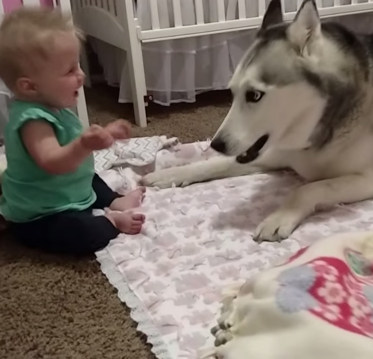 Twins And Husky Adorably Play Together