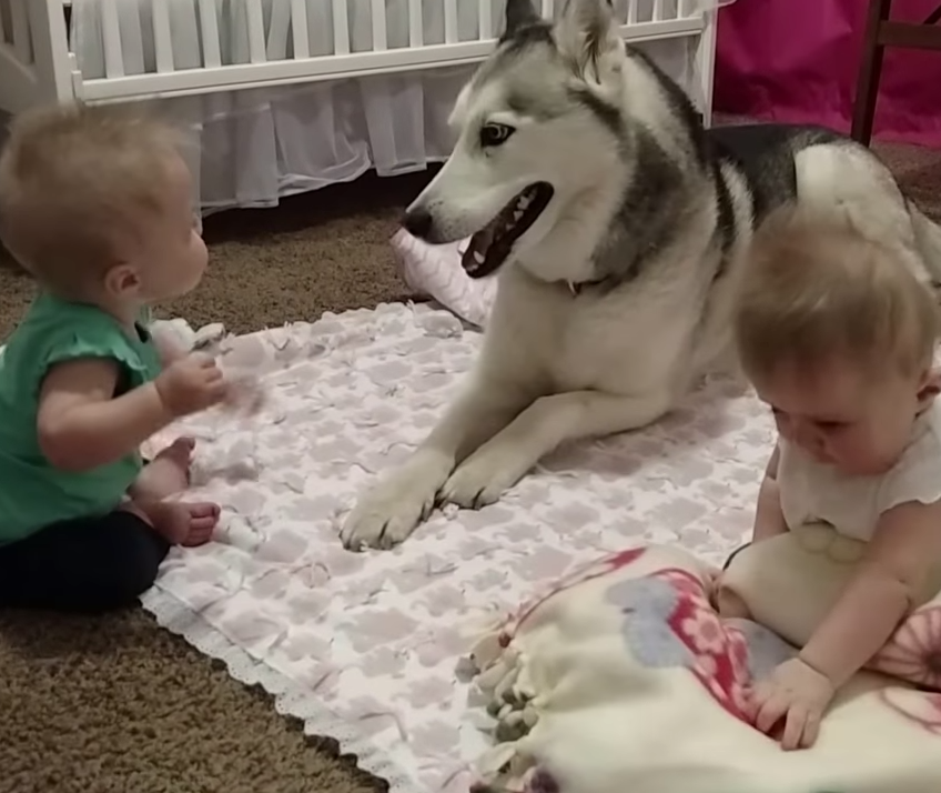 Twins And Husky Adorably Play Together