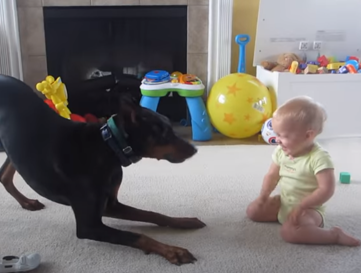 Doberman Makes Baby Giggle Uncontrollably