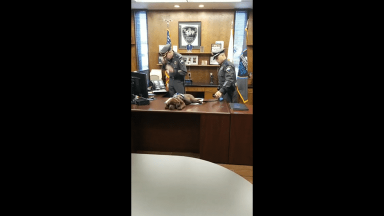Adorable K9 Puppy Falls Asleep At His Swearing-In Ceremony