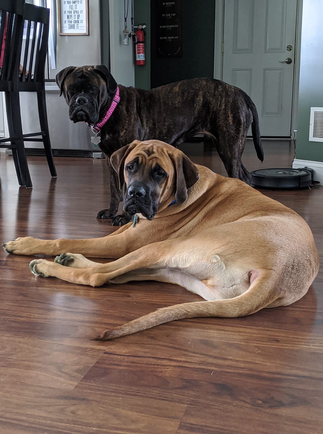 Loyal dog keeps boy company when he's put in time out