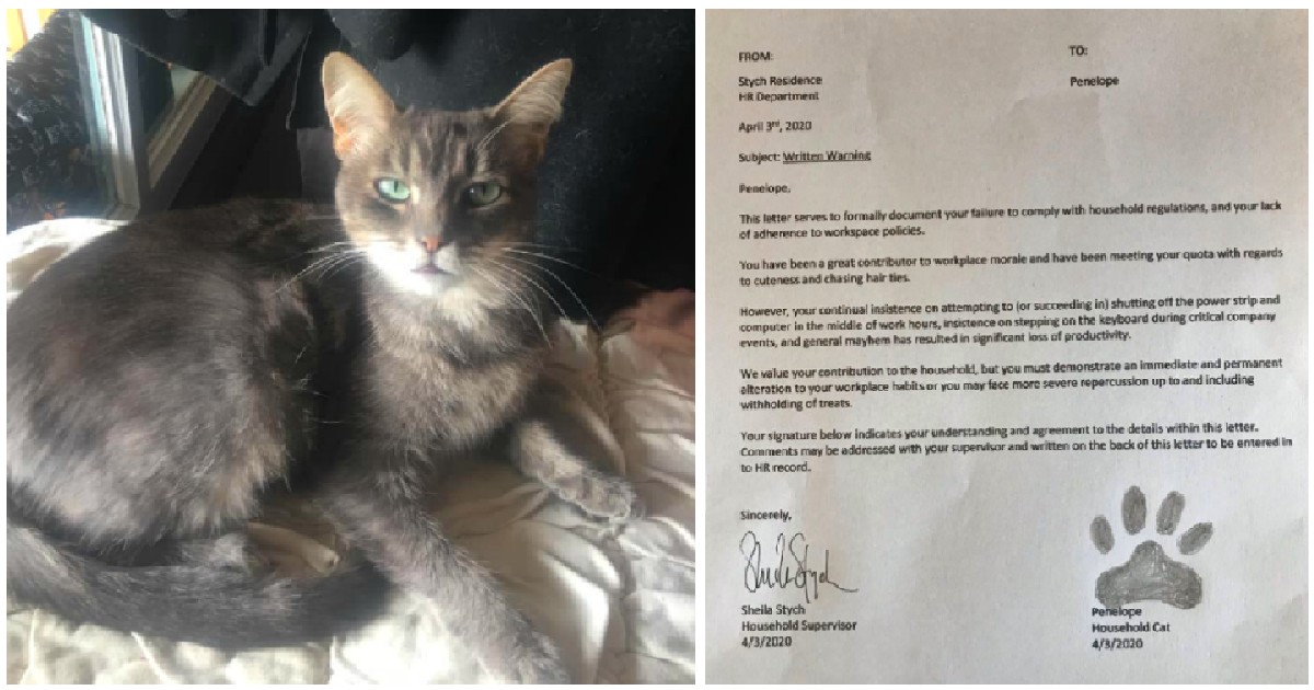 Mans pesky cat ‘coworker’ forces him to file hilarious complaint to HR