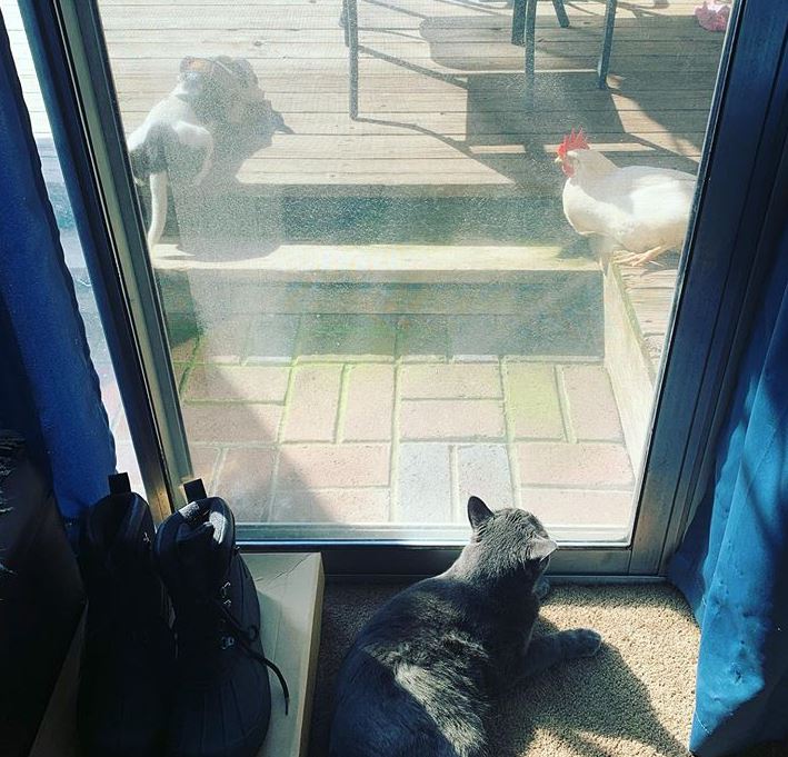 50 Animals that got the memo about social distancing