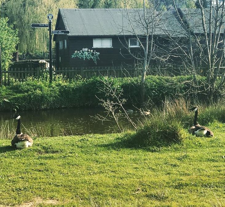 50 Animals that got the memo about social distancing