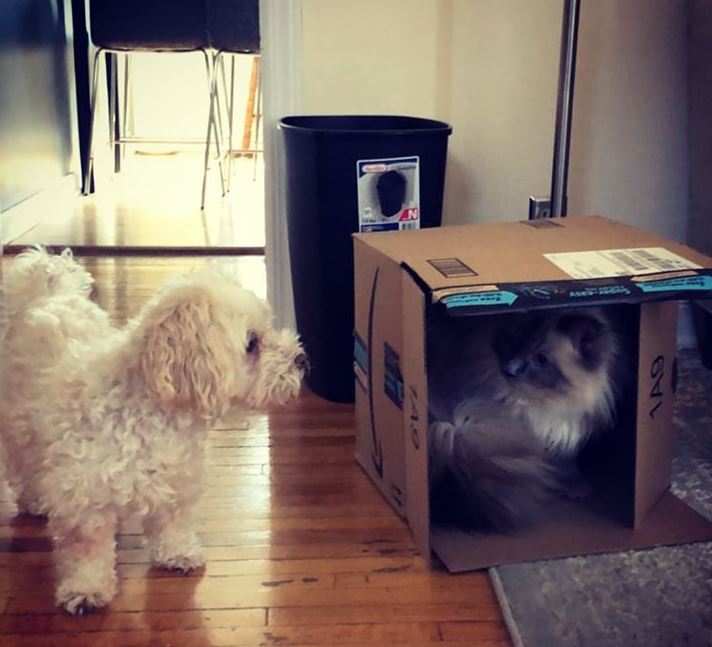 50 Animals that got the memo about social distancing