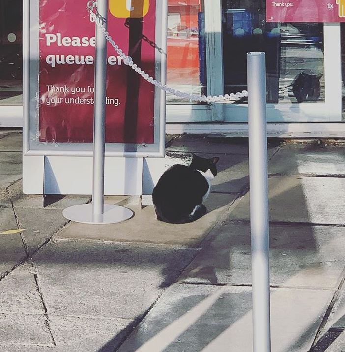 50 Animals that got the memo about social distancing