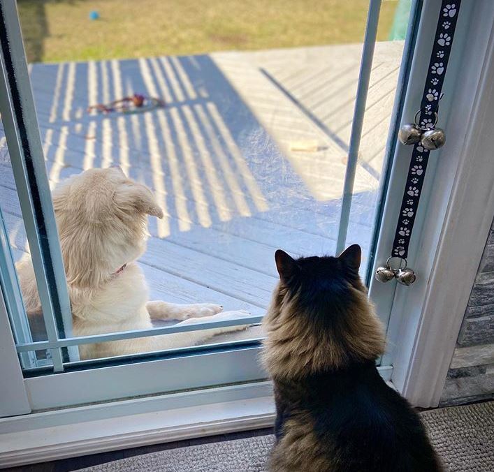 50 Animals that got the memo about social distancing