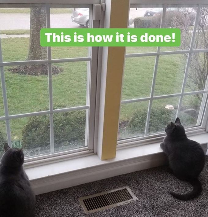 50 Animals that got the memo about social distancing