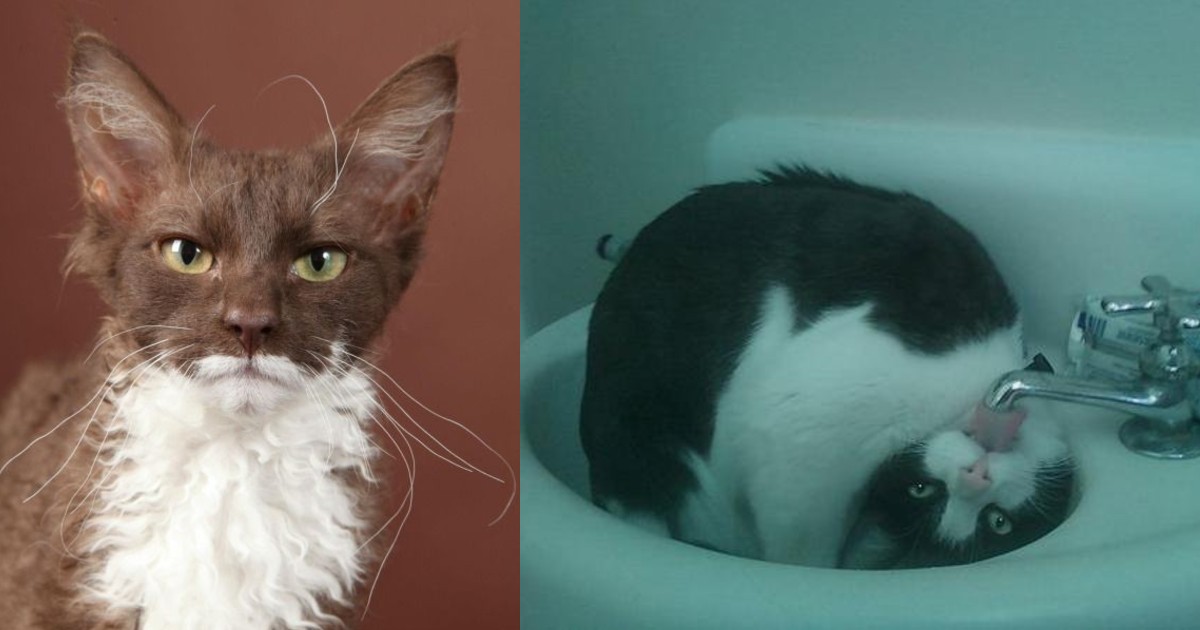 50 Fotos Divertidas De Gatos Que Te Harán Reír