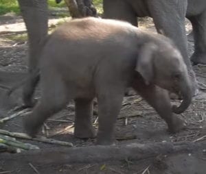 Baby Elephant Hugs Man And Just Can’t Stop