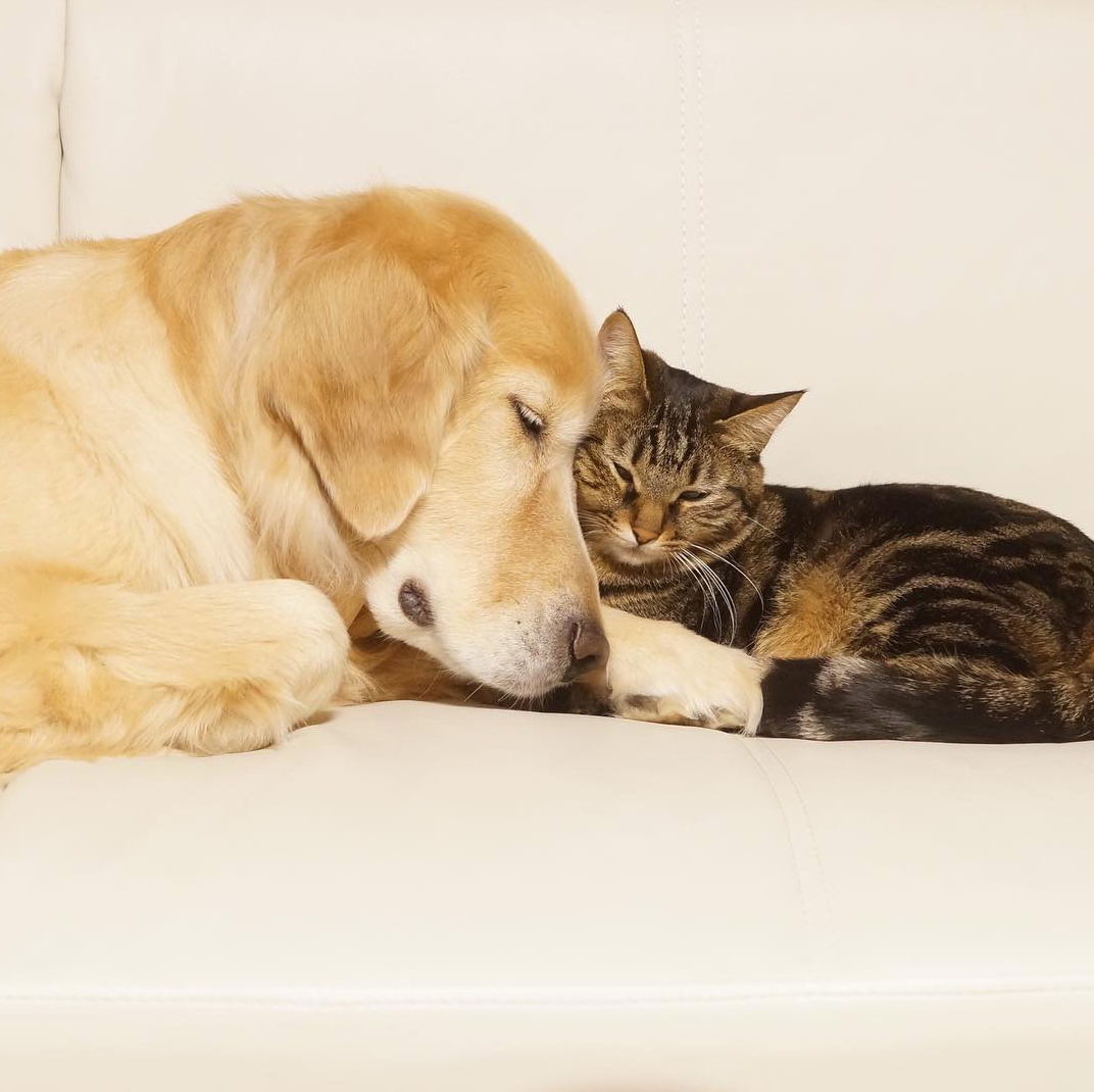 Sweet dog falls in love with little kitten who was rejected by her mother