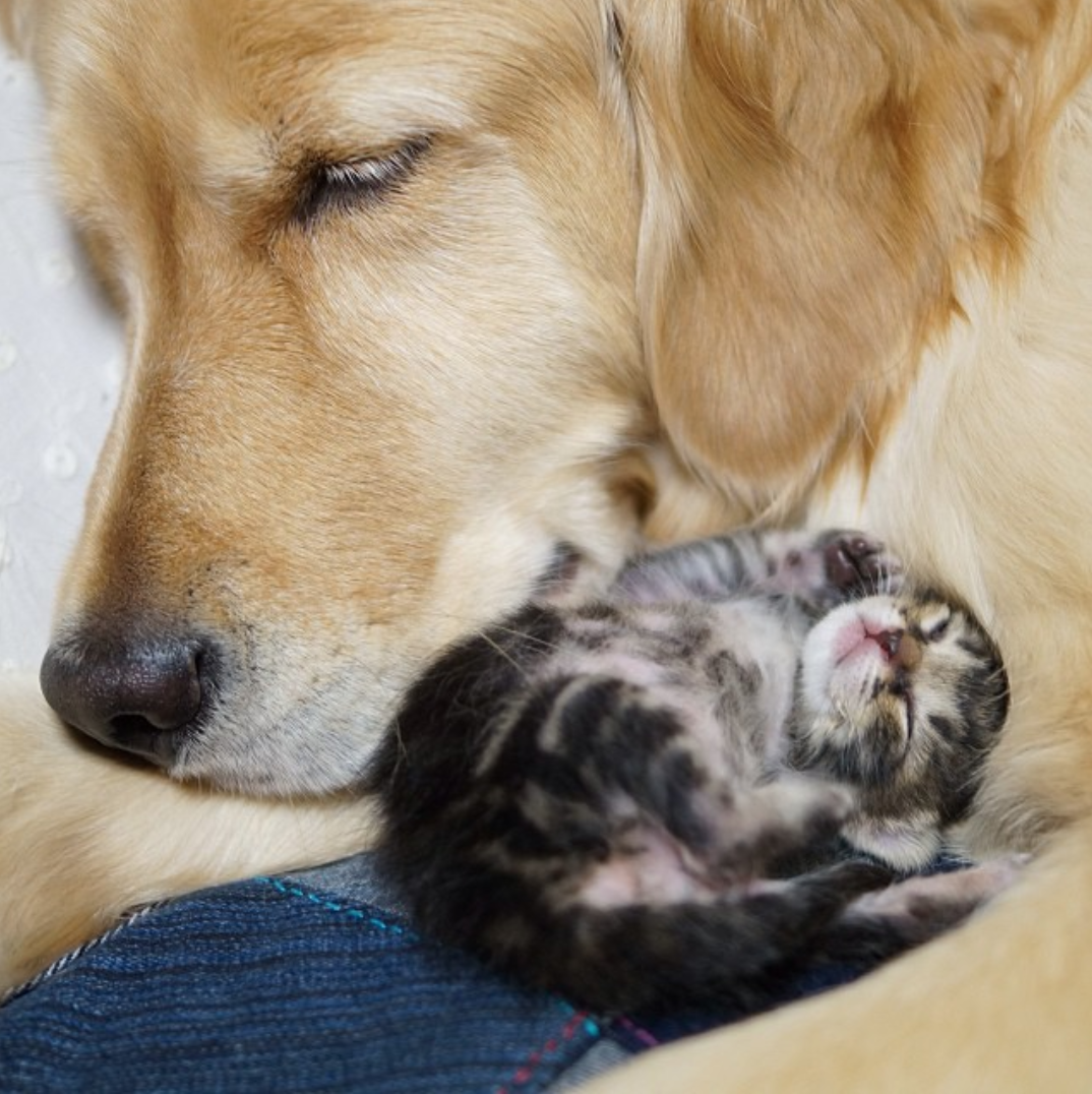 Sweet dog falls in love with little kitten who was rejected by her mother