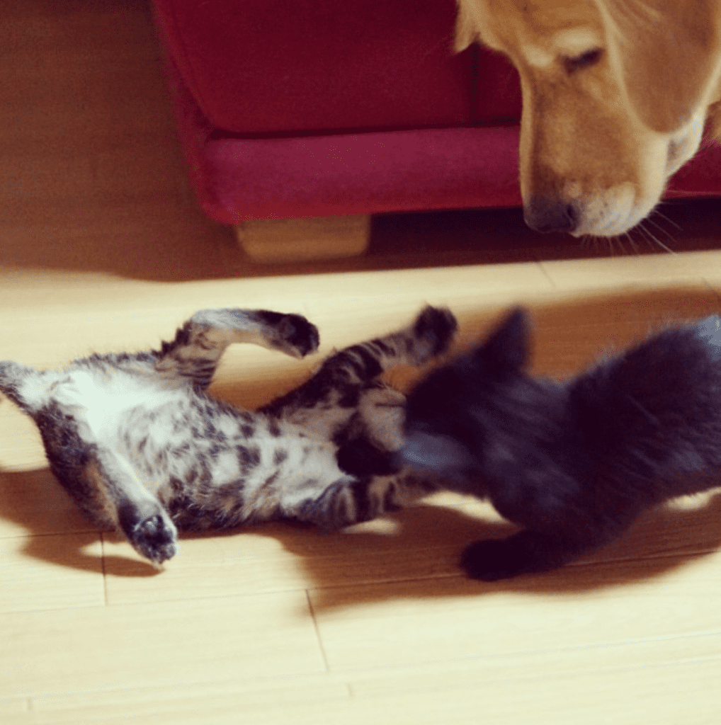 Sweet dog falls in love with little kitten who was rejected by her mother